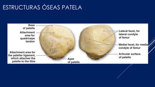 Anatomia de la Rodilla | PPTX