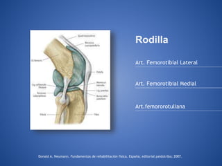 Rodilla | PPTX