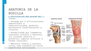 anatomia de rodilla y lesiones asociadas | PPTX