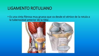 La articulación de la Rodilla funciones y beneficios .pptx