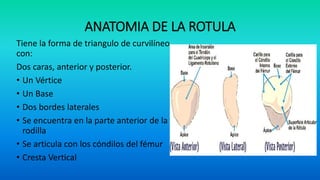 La articulación de la Rodilla funciones y beneficios .pptx