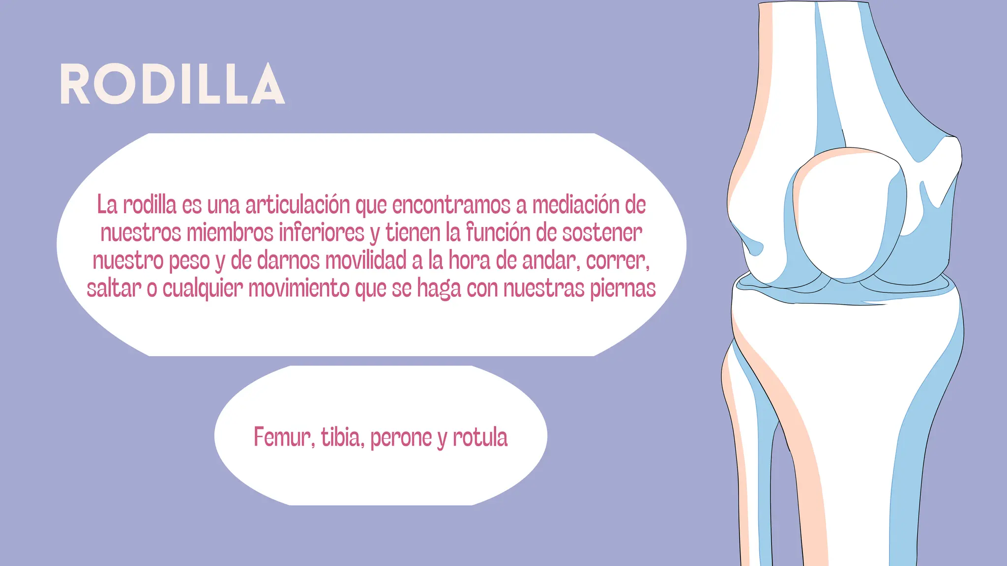 Huesos, músculos, ligamentos y tendones de RODILLA.pdf