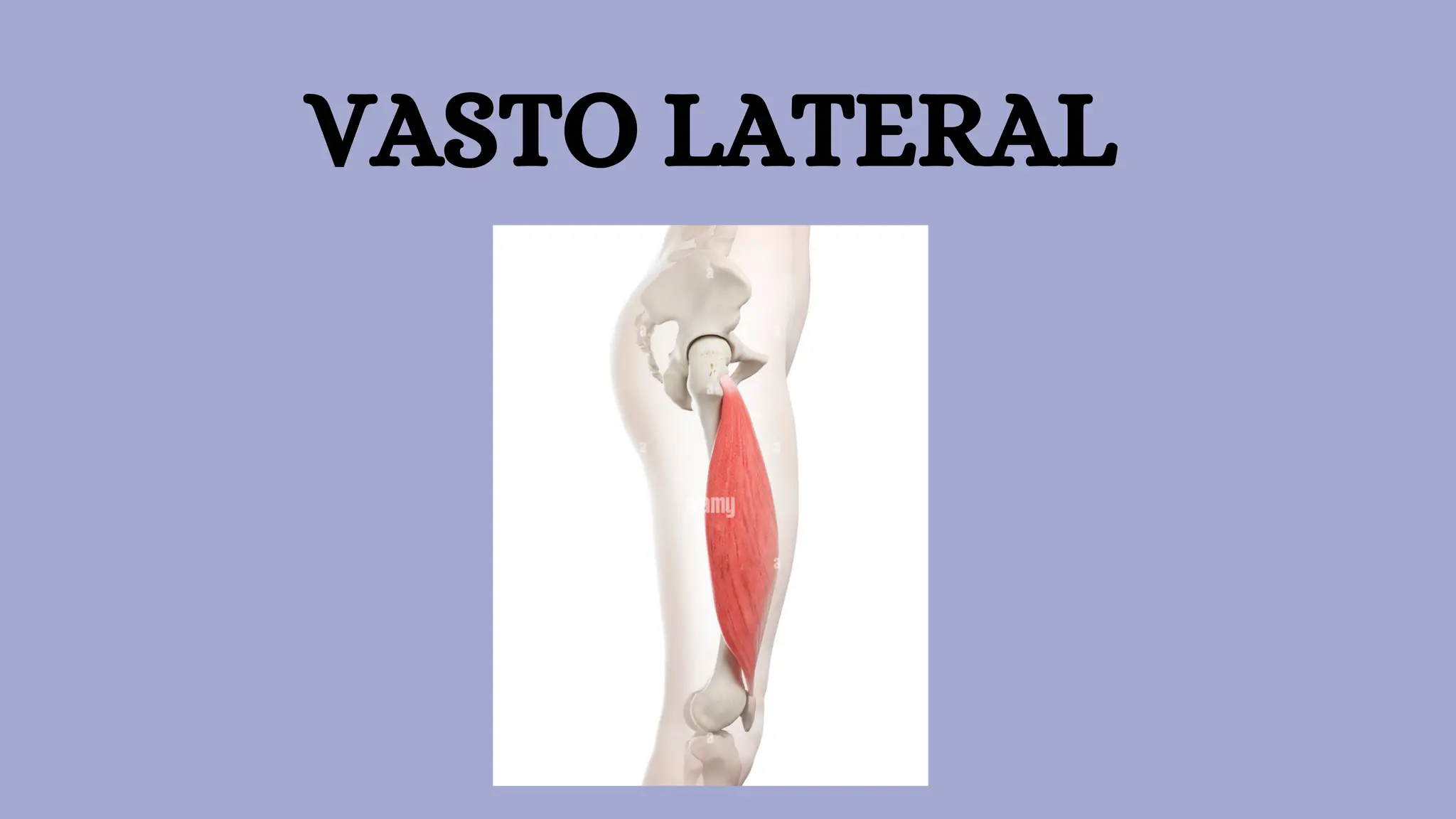 Huesos, músculos, ligamentos y tendones de RODILLA.pdf