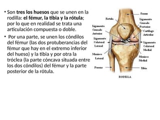 Anatomía de la articulación de la Rodilla.pptx