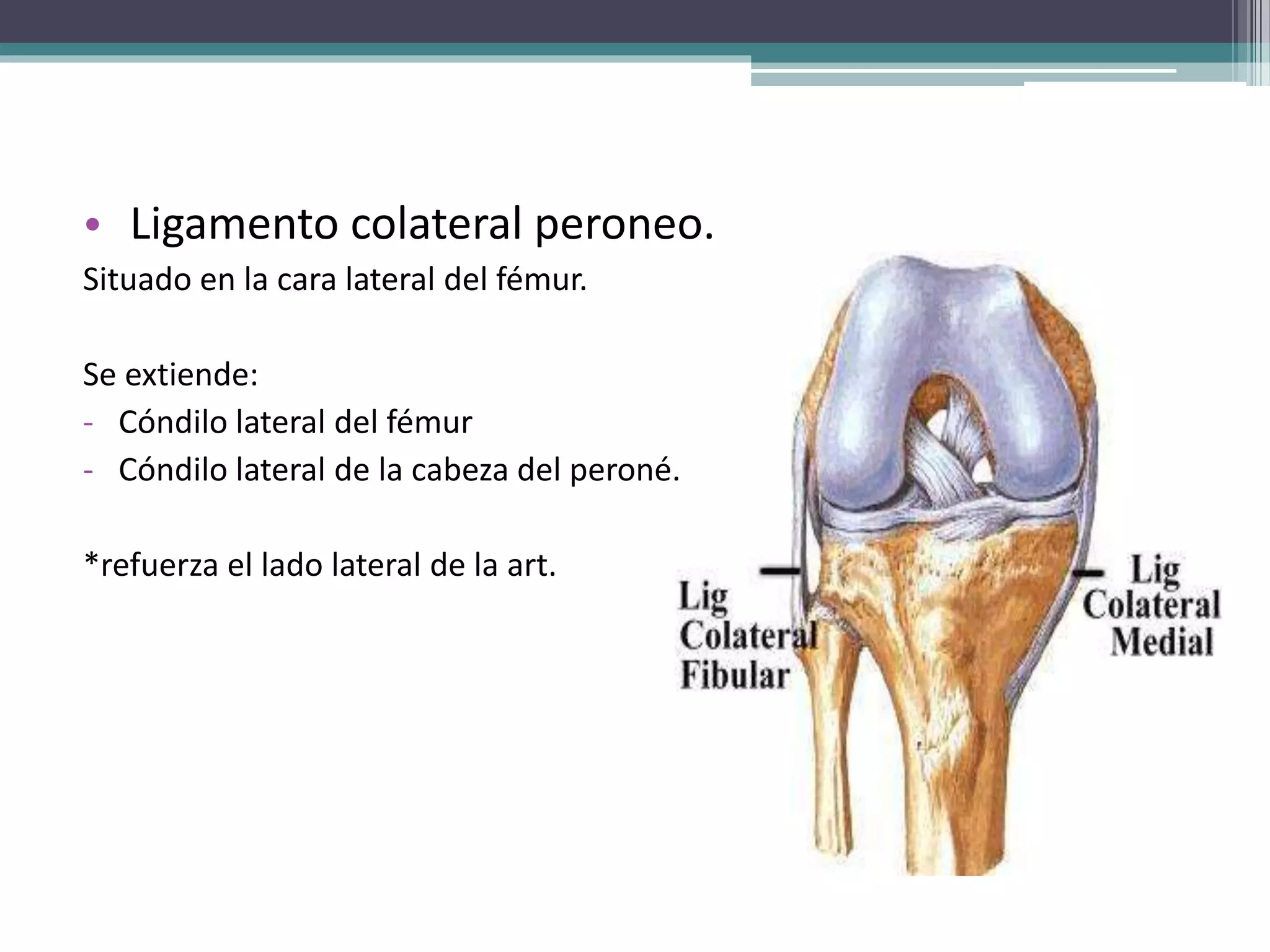 Rodilla articulación de rodilla (1) | PPT