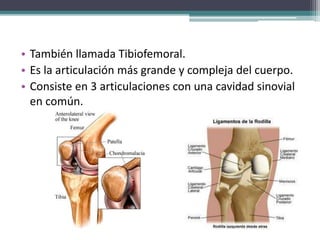 Rodilla articulación de rodilla (1) | PPTX