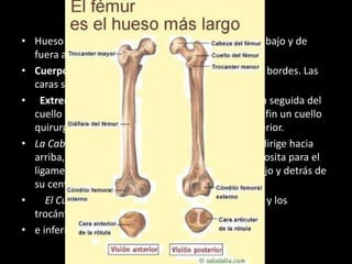 Rodilla Anatomía | PPTX