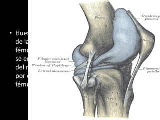 Rodilla Anatomía | PPTX