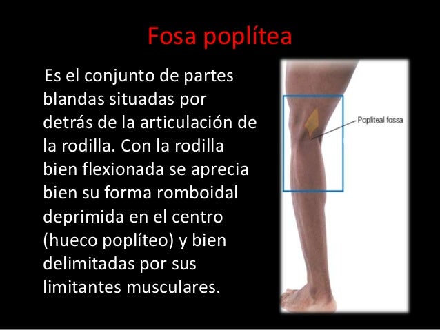 Rodilla Anatomía