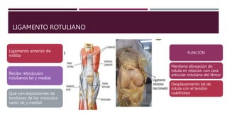RODILLA PRESENTACION DE TRAUMATOLOGÍA Y ORTOPEDIA | PPTX