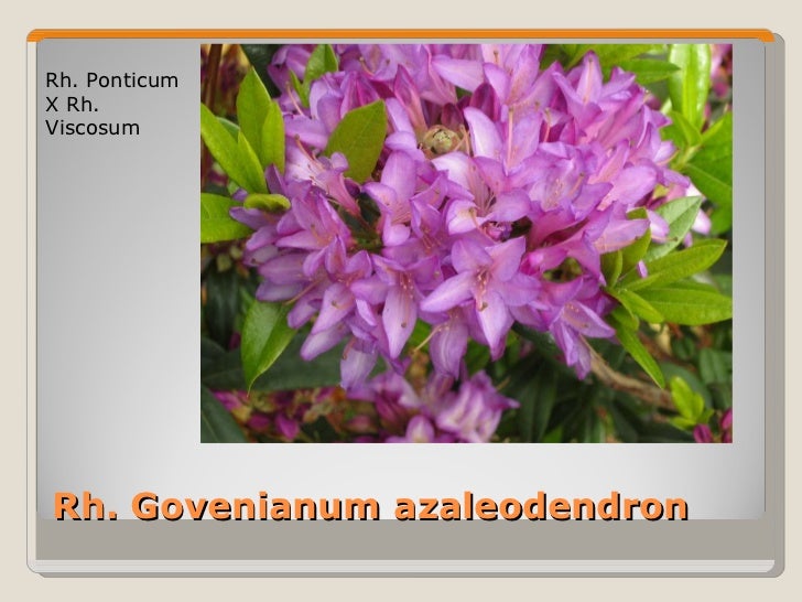 Rododendron en azalea