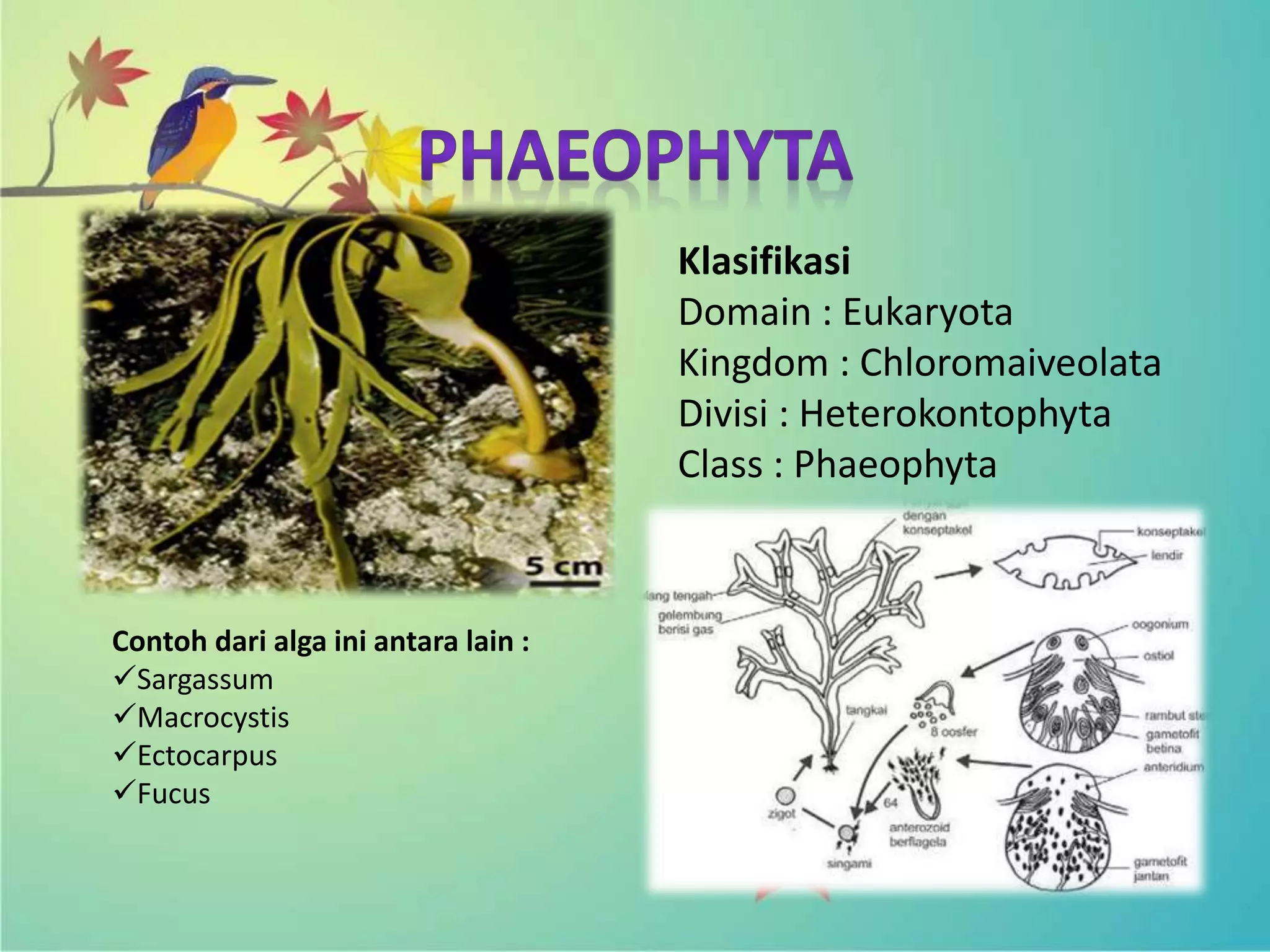Rodophyta & phaeophyta | PPT