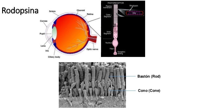 El papel de la Rodopsina en la Retinitis Pigmentosa - Pedro Baldera