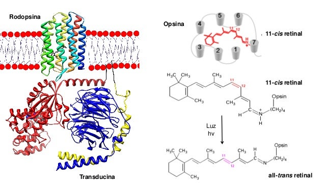 El papel de la Rodopsina en la Retinitis Pigmentosa - Pedro Baldera