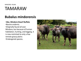 NATSC13 PBL: MINDORO | PPTX
