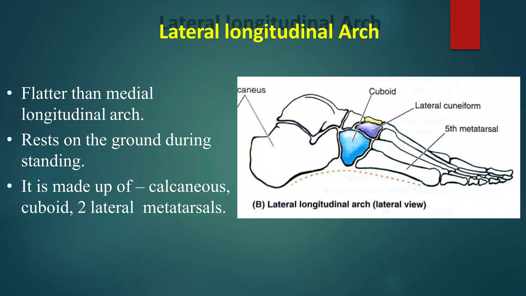 Flat Foot, Tibialis Posterior Tendon Dysfunction & Accessory ...