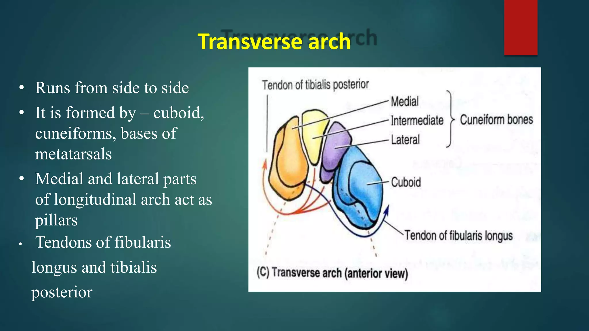 Flat Foot, Tibialis Posterior Tendon Dysfunction & Accessory ...