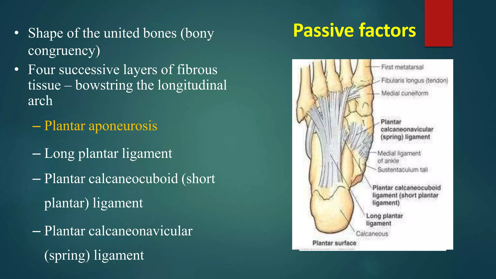 Flat Foot, Tibialis Posterior Tendon Dysfunction & Accessory ...