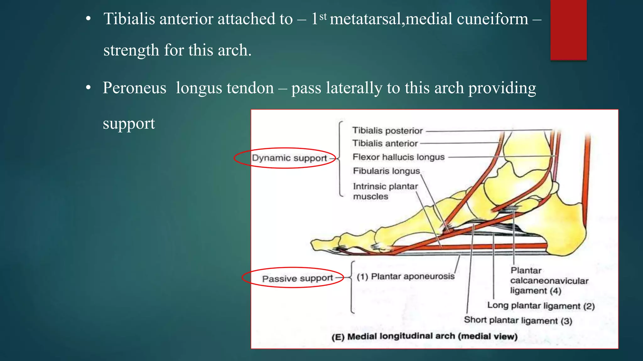Flat Foot, Tibialis Posterior Tendon Dysfunction & Accessory ...