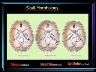 Roentgenology of skull | PPT