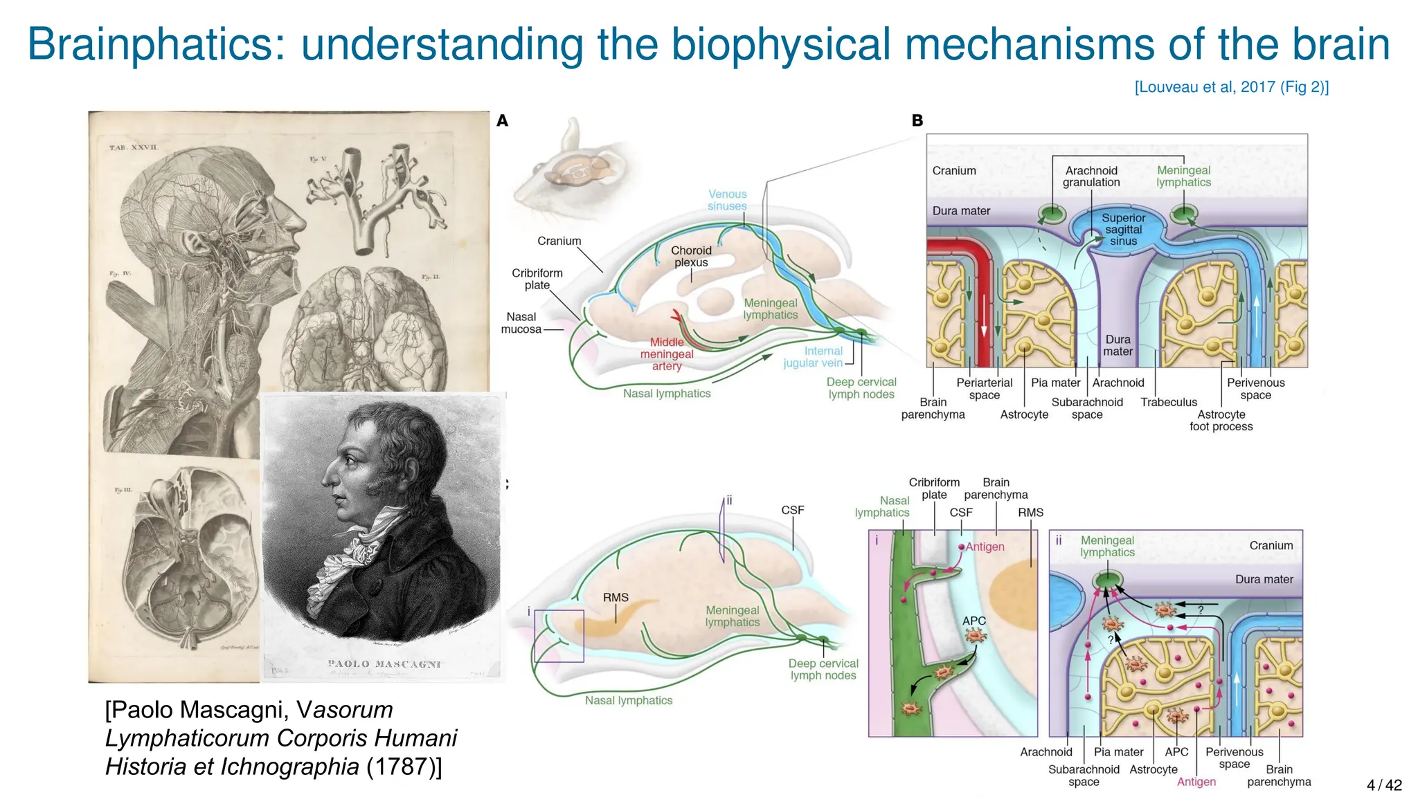 Mathematical modelling of human brain transport: from medical images to ...