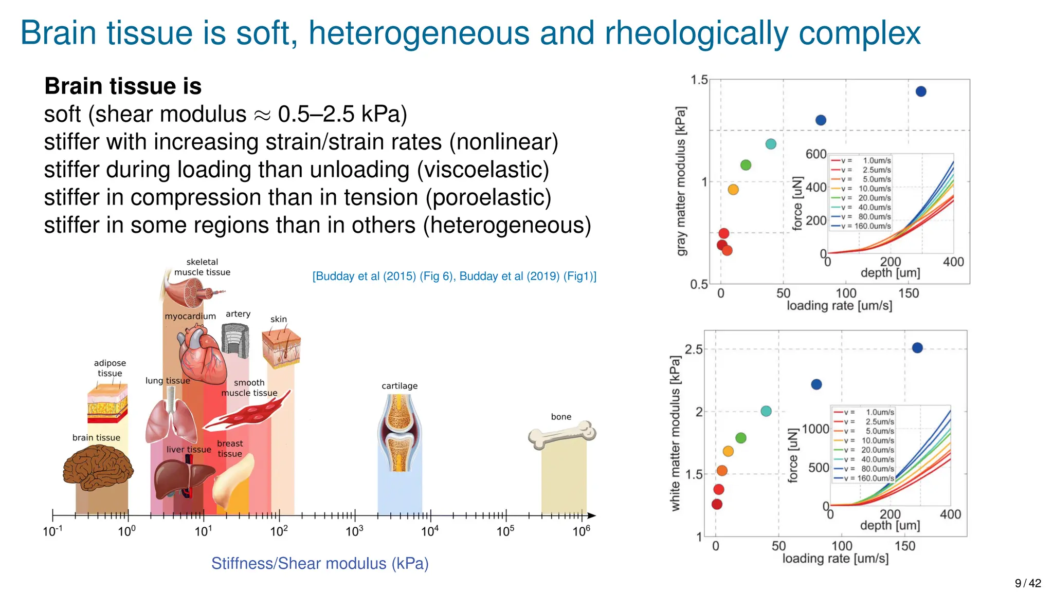 Mathematical modelling of human brain transport: from medical images to ...