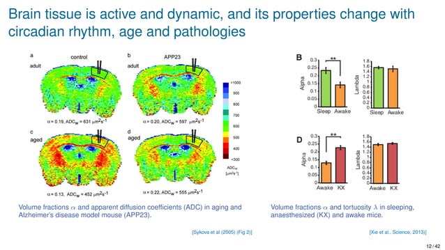 Mathematical modelling of human brain transport: from medical images to ...