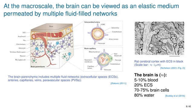 Mathematical modelling of human brain transport: from medical images to ...