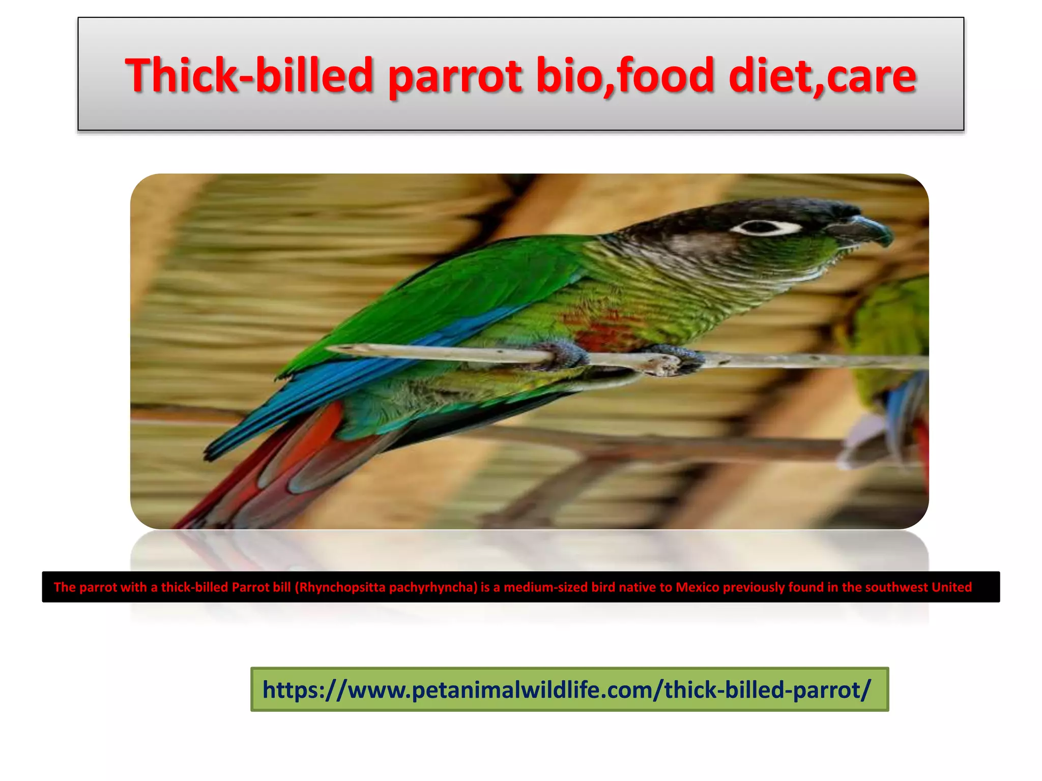 Patagonian Conure Bio,food Diet,Care | PPT