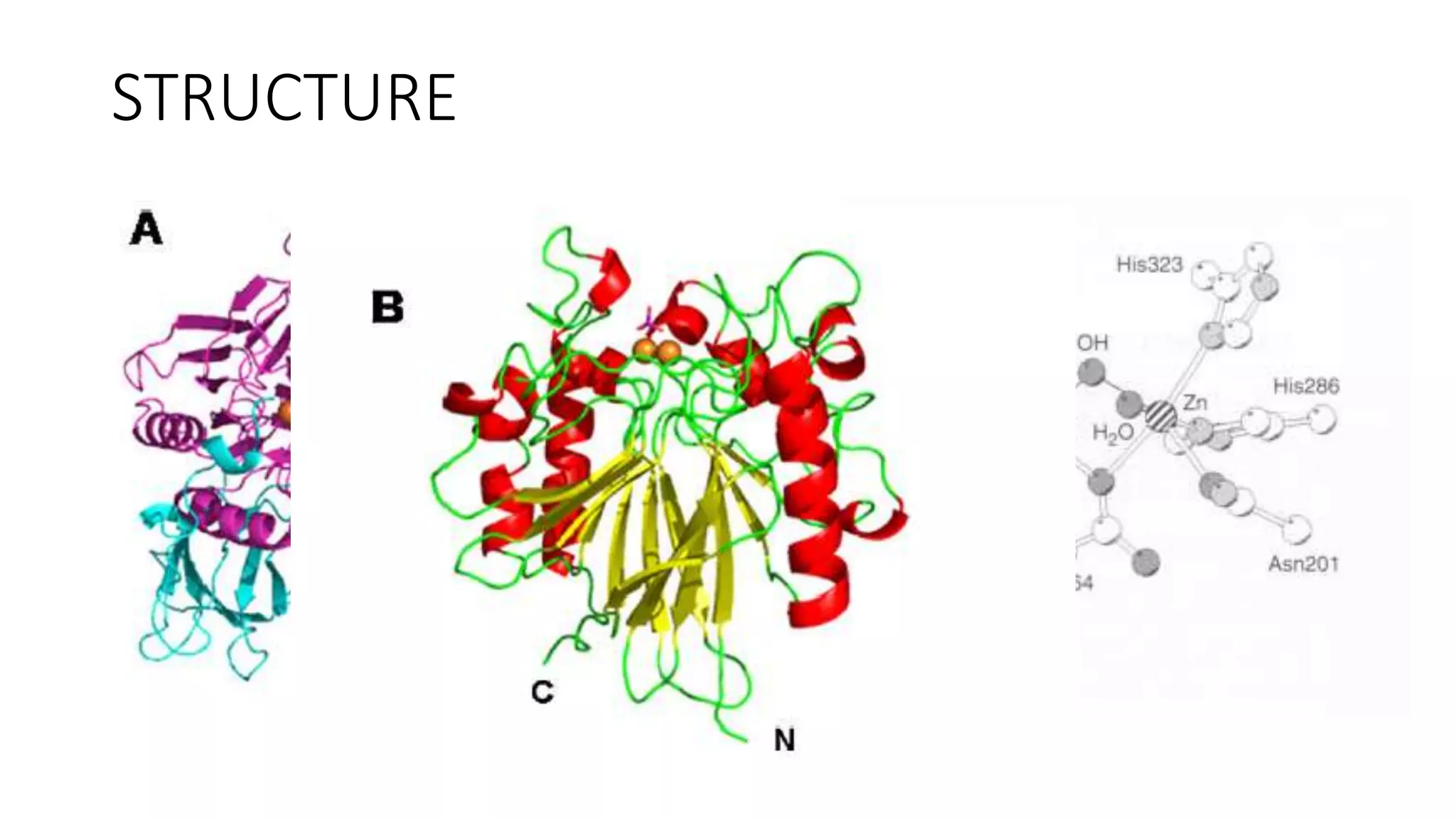 purple acid phosphatase enzymatic activity | PPTX | Chemistry | Science