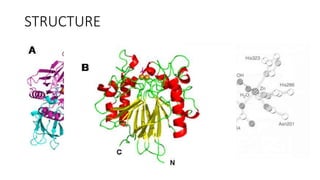 purple acid phosphatase enzymatic activity | PPTX | Chemistry | Science