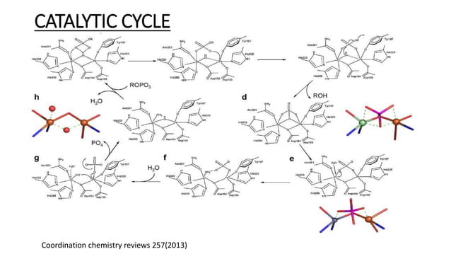purple acid phosphatase enzymatic activity | PPTX | Chemistry | Science