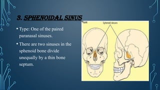 Paranasal Sinuses.pptx anatomy and physiology | PPTX