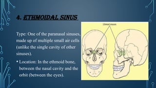 Paranasal Sinuses.pptx anatomy and physiology | PPTX
