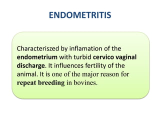 Microbiological evaluation of clinical endometritis in bovines | PPTX