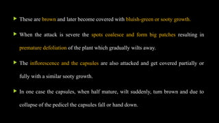 Leaf blight of castor | PPT