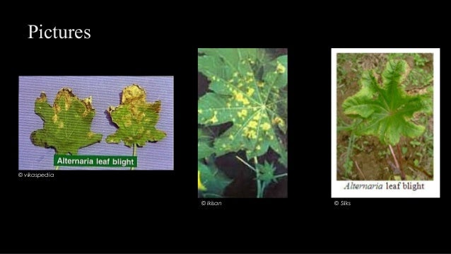 Leaf blight of castor