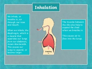 roi-sc-260-breathing-and-the-lungs-powerpoint_ver_6.pptx