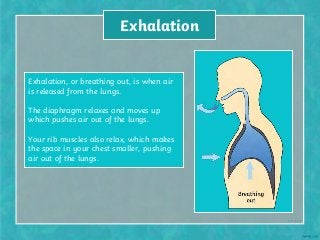 roi-sc-260-breathing-and-the-lungs-powerpoint_ver_6.pptx