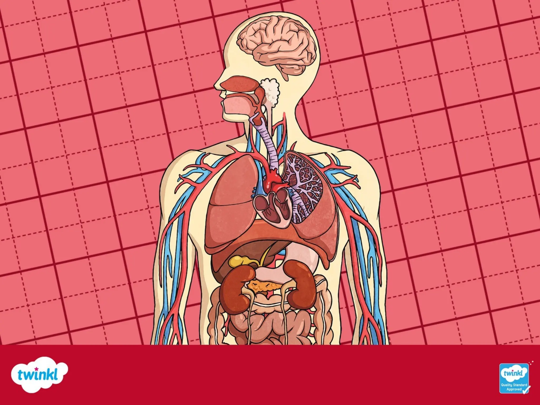 roi-stem-1705414696-the-heart-interactive-powerpoint_ver_2.pptx