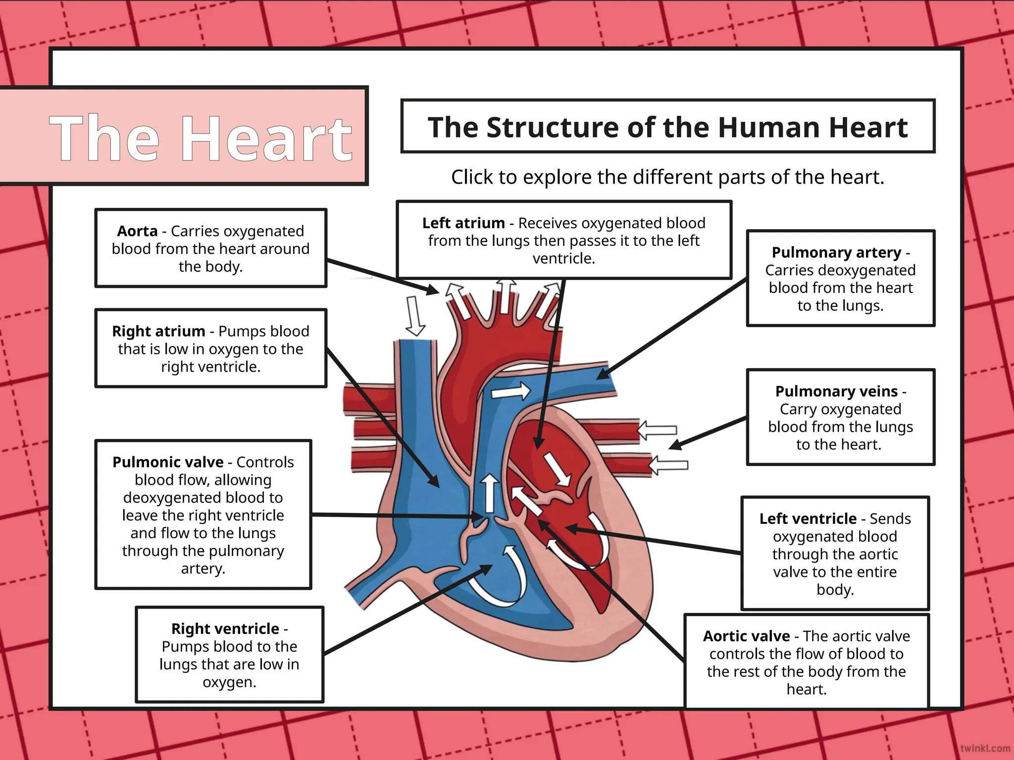 roi-stem-1705414696-the-heart-interactive-powerpoint_ver_2.pptx
