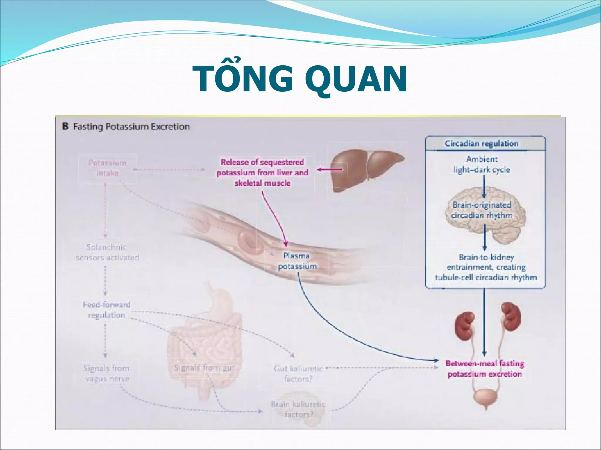 Rối Loan Kali máu- ThS_BS_ Tu.pdf