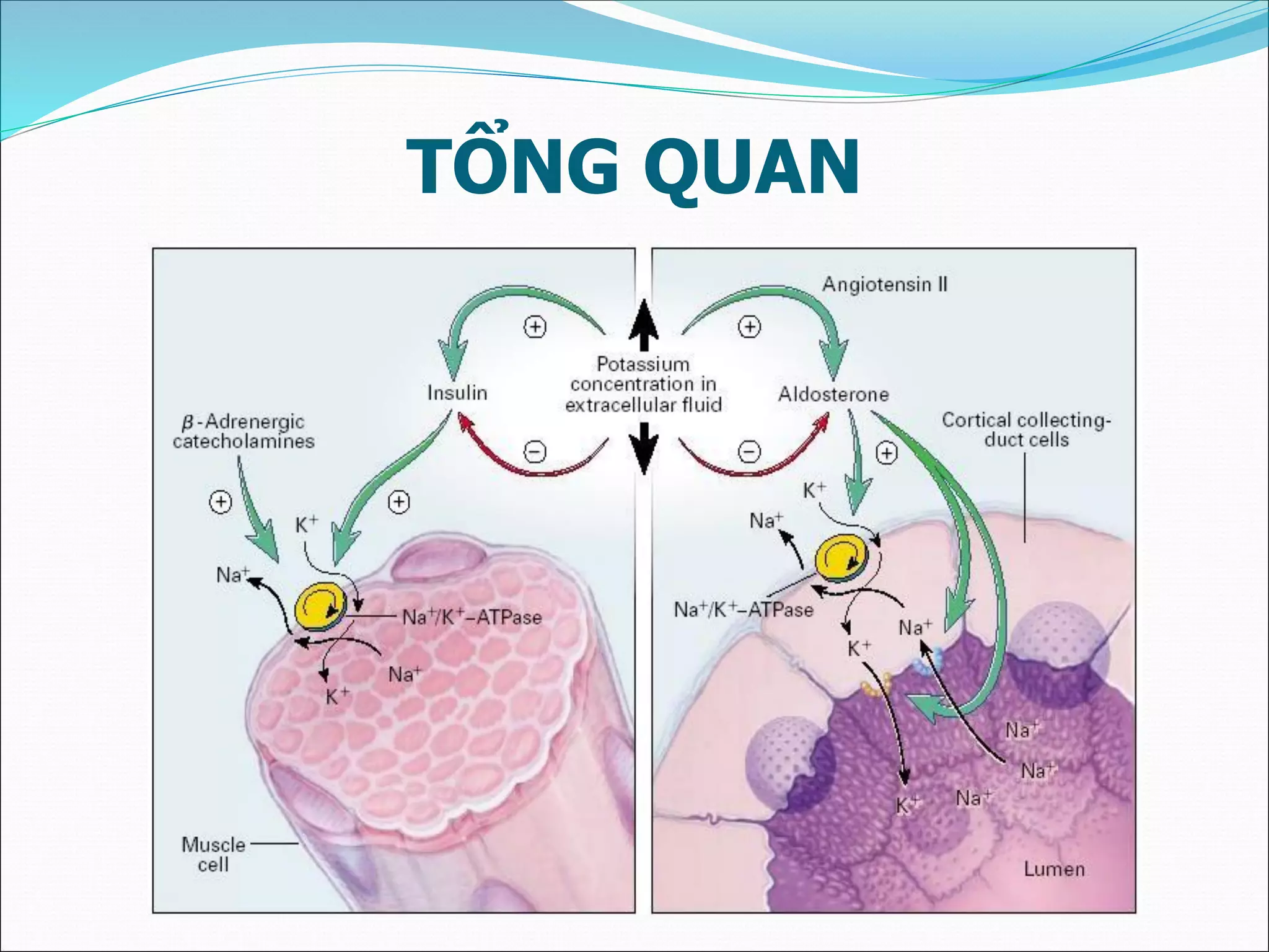 Rối Loan Kali máu- ThS_BS_ Tu.pdf