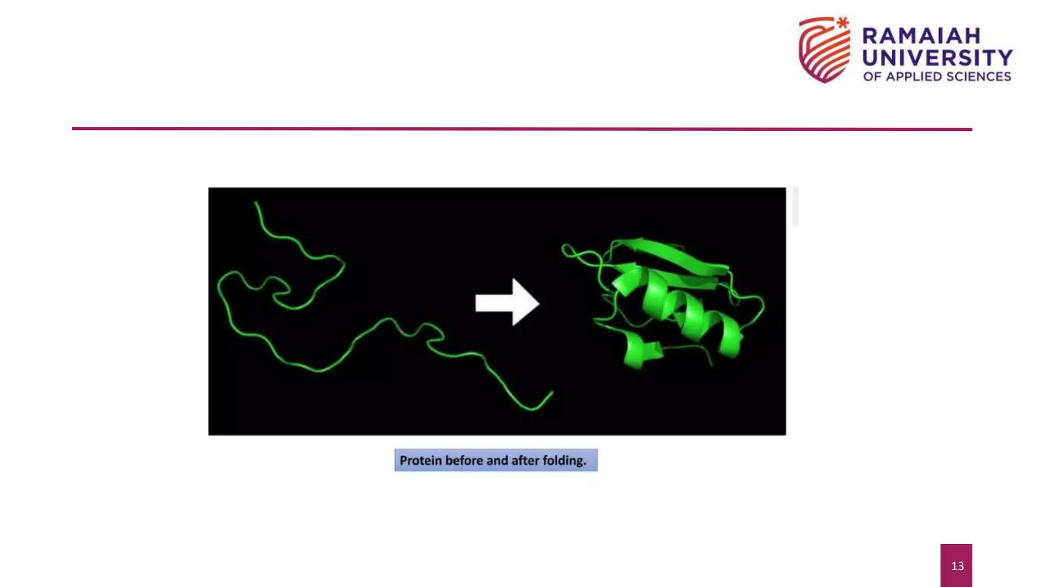 LEVELS OF PROTEIN STRUCTURE, DOMAINS, MOTIFS, AND FOLDS IN PROTEIN ...