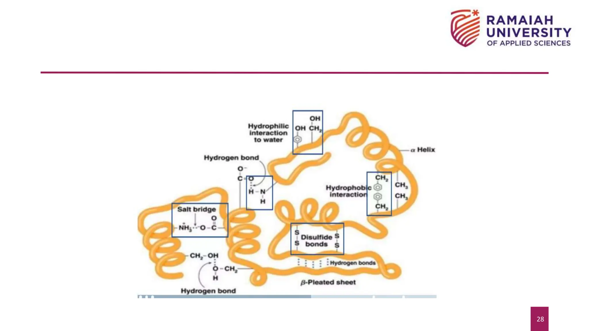 LEVELS OF PROTEIN STRUCTURE, DOMAINS, MOTIFS, AND FOLDS IN PROTEIN ...