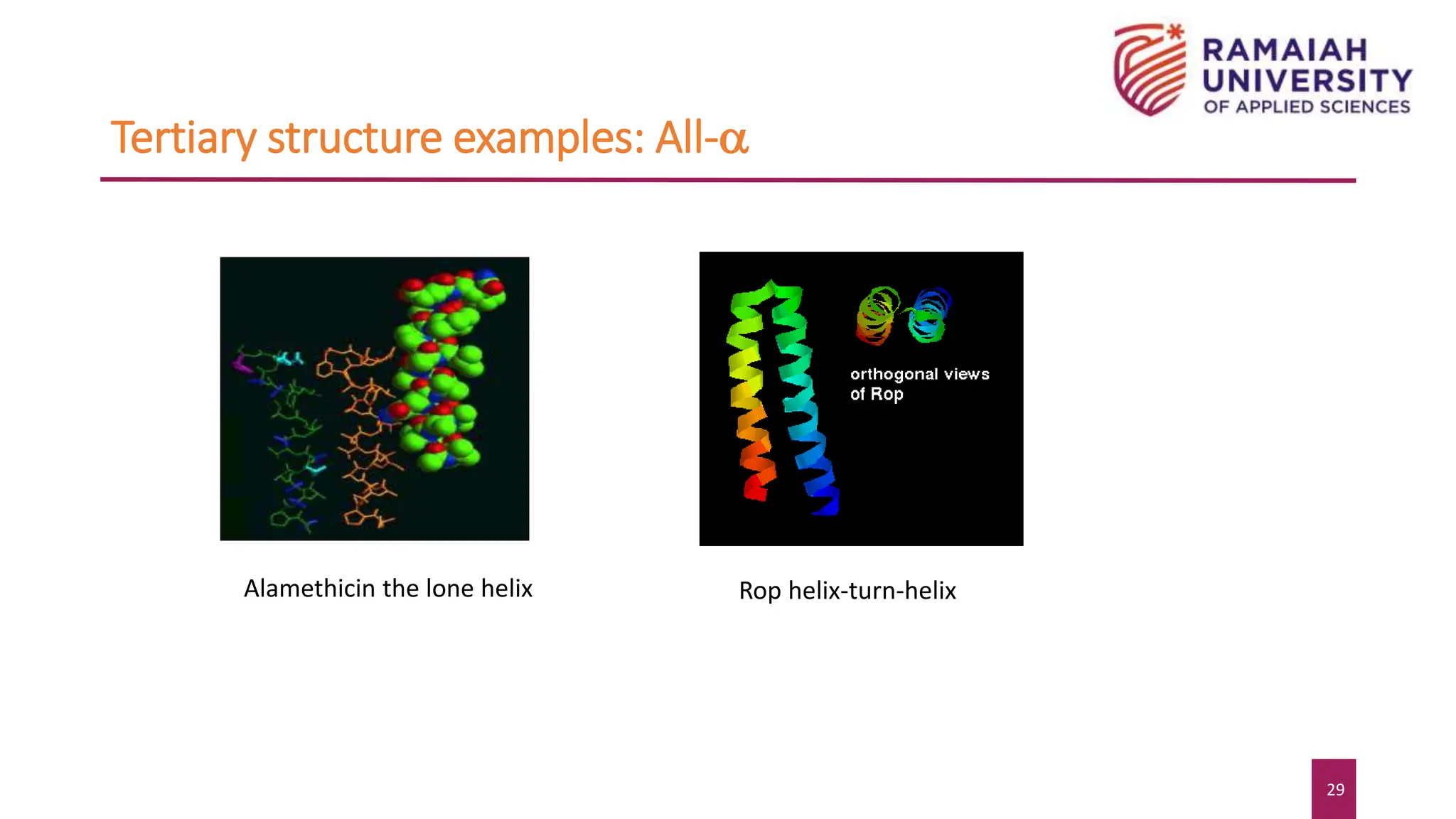 LEVELS OF PROTEIN STRUCTURE, DOMAINS, MOTIFS, AND FOLDS IN PROTEIN ...
