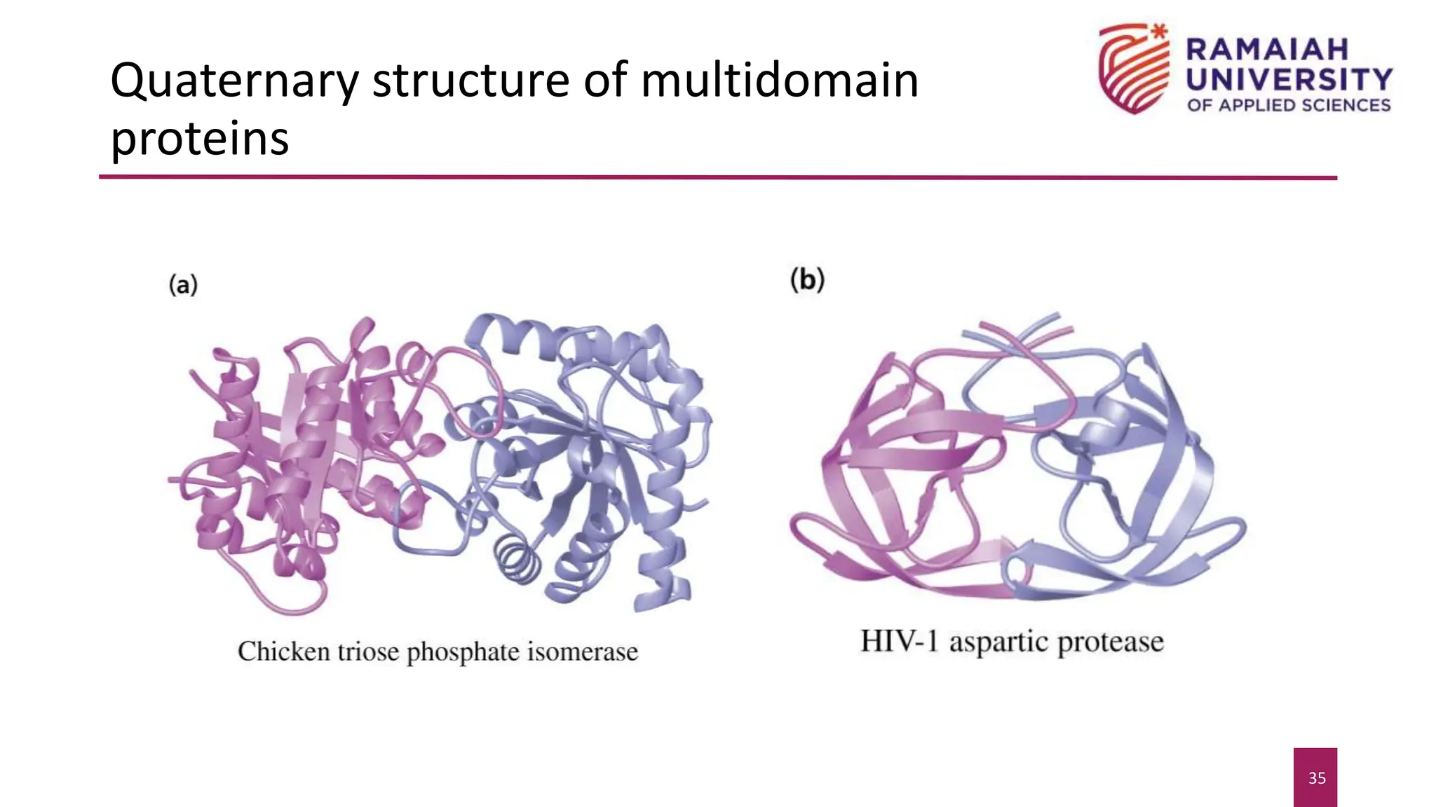 LEVELS OF PROTEIN STRUCTURE, DOMAINS, MOTIFS, AND FOLDS IN PROTEIN ...