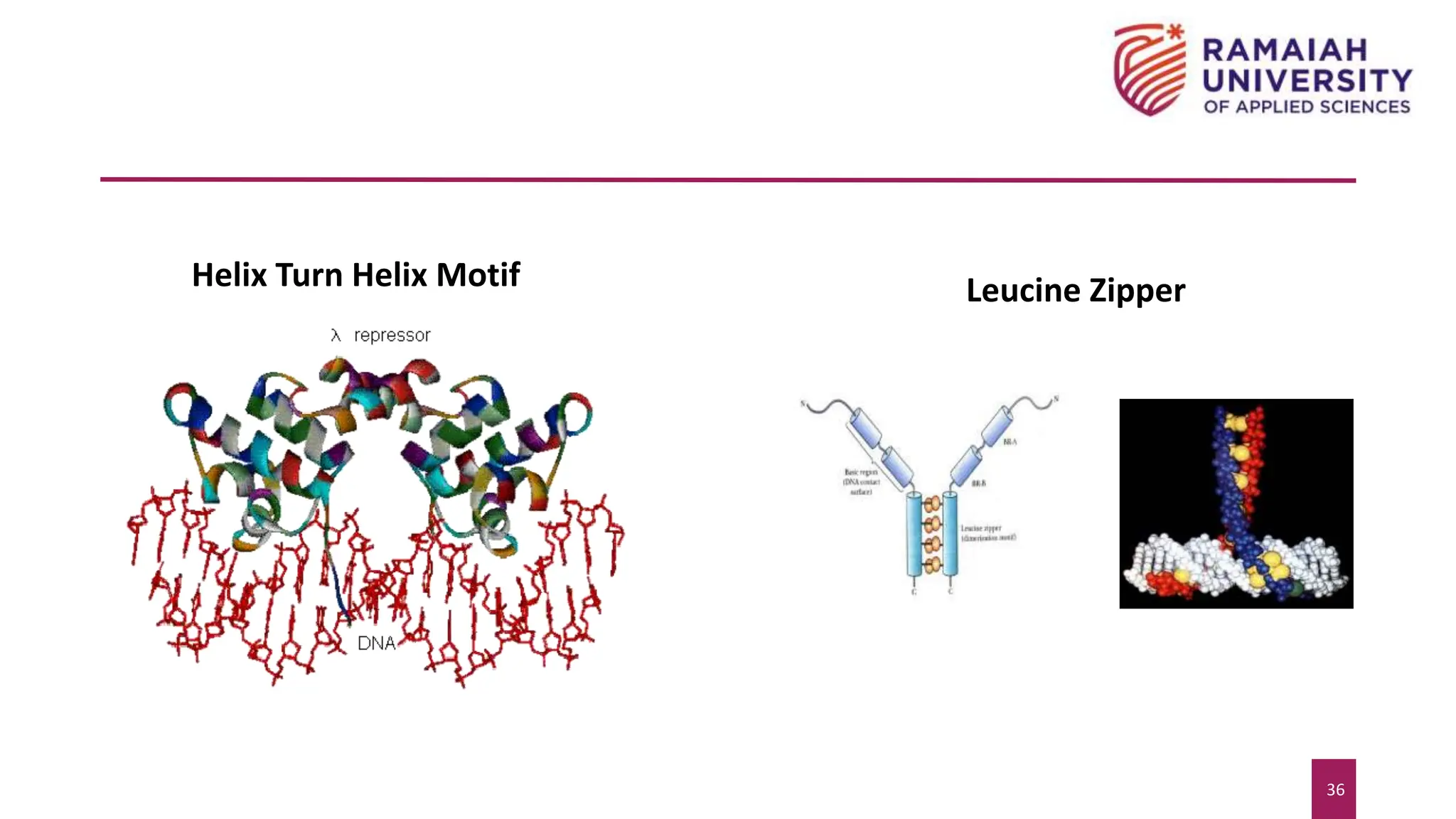 LEVELS OF PROTEIN STRUCTURE, DOMAINS, MOTIFS, AND FOLDS IN PROTEIN ...