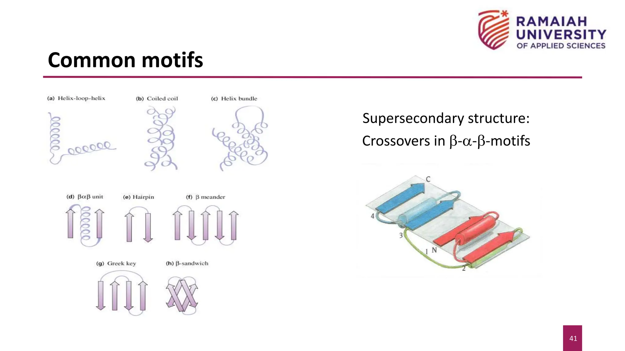 LEVELS OF PROTEIN STRUCTURE, DOMAINS, MOTIFS, AND FOLDS IN PROTEIN ...