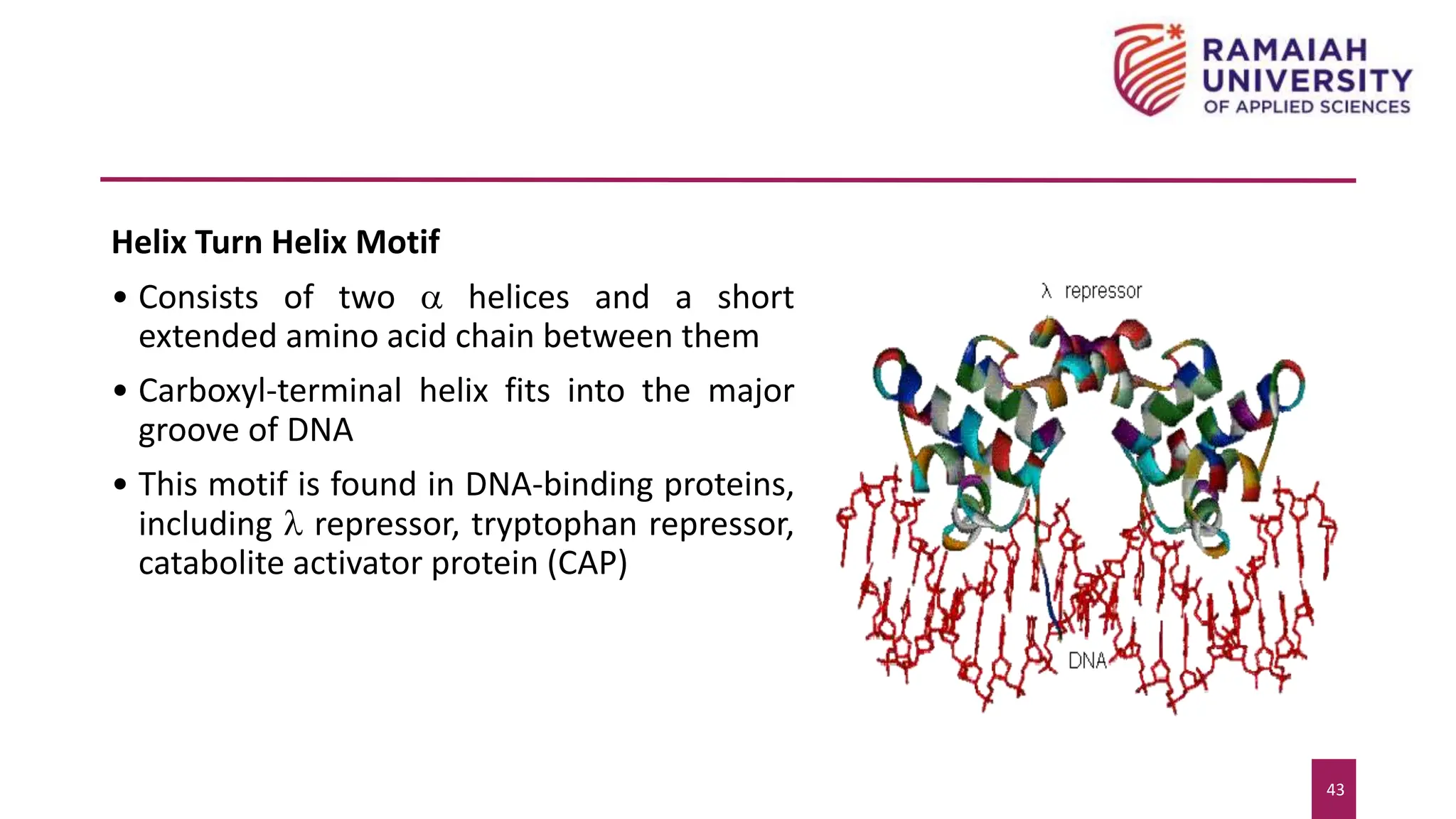 LEVELS OF PROTEIN STRUCTURE, DOMAINS, MOTIFS, AND FOLDS IN PROTEIN ...